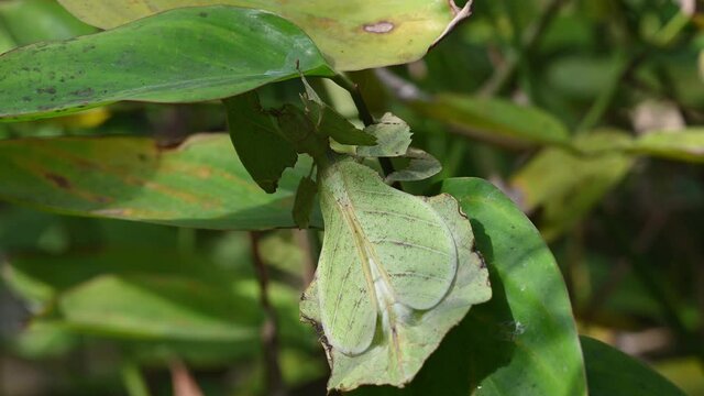 รูปภาพPhylliidae – เลือกดูภาพถ่ายสต็อก เวกเตอร์ และวิดีโอ3,075 | Adobe ...