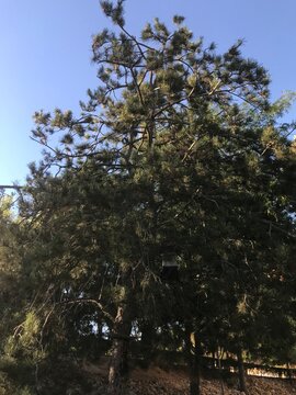 「Pinea」の画像 - 1,897 件の Stock 写真、ベクターおよびビデオ | Adobe Stock