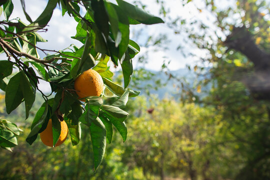 Flagrant Images – Browse 1,000 Stock Photos, Vectors, and Video | Adobe ...