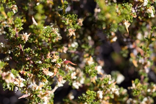 Cliffrose Images – Browse 42 Stock Photos, Vectors, and Video | Adobe Stock