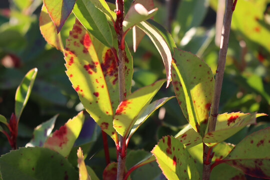 Photonia bilder – Bläddra bland 20 stockfoton, vektorer och videor ...