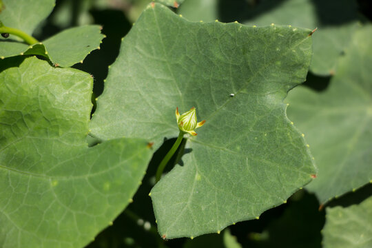 รูปภาพTindla – เลือกดูภาพถ่ายสต็อก เวกเตอร์ และวิดีโอ2,110 | Adobe Stock