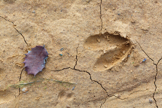 Hoof-Mark bilder – Bläddra bland 180 stockfoton, vektorer och videor ...