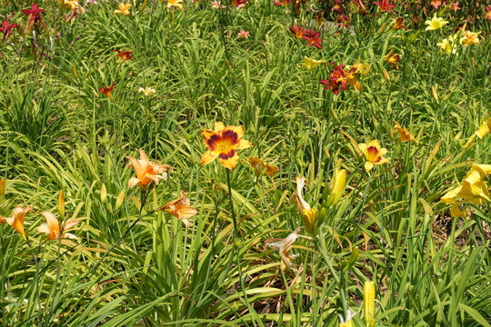 รูปภาพTepal – เลือกดูภาพถ่ายสต็อก เวกเตอร์ และวิดีโอ4,543 | Adobe Stock