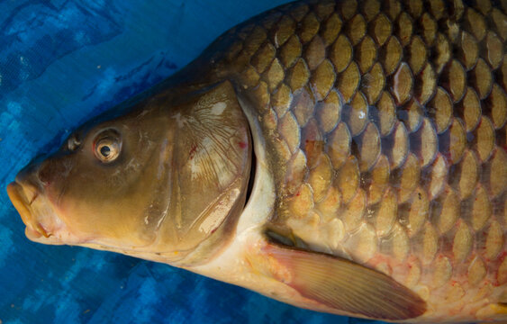 Sazan 이미지 – 찾아보기 536 스톡 사진, 벡터 및 비디오 | Adobe Stock