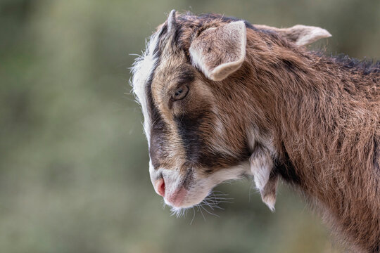「Chevreau」の画像 - 1,063 件の Stock 写真、ベクターおよびビデオ | Adobe Stock