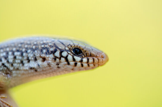 รูปภาพChalcides – เลือกดูภาพถ่ายสต็อก เวกเตอร์ และวิดีโอ6,444 | Adobe Stock