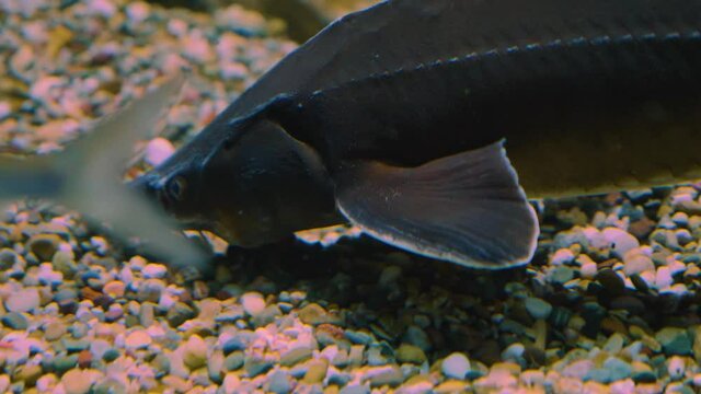 Osteichthyes bilder – Bläddra bland 2,277 stockfoton, vektorer och ...