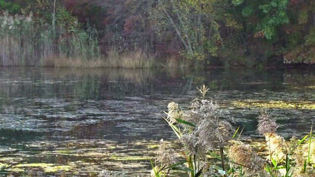 Obrazy ("Park Autumn") — zdjęcia, wektory i wideo bez tantiem (388 ...