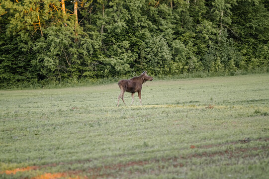 Racice bilder – Bläddra bland 43 stockfoton, vektorer och videor ...