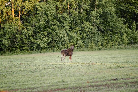 Racice Images – Browse 43 Stock Photos, Vectors, and Video | Adobe Stock