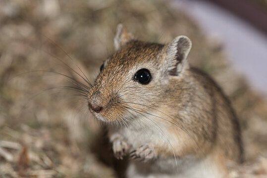 Wüstenspringmaus-Bilder: Stock-Fotos & -Videos. | Adobe Stock
