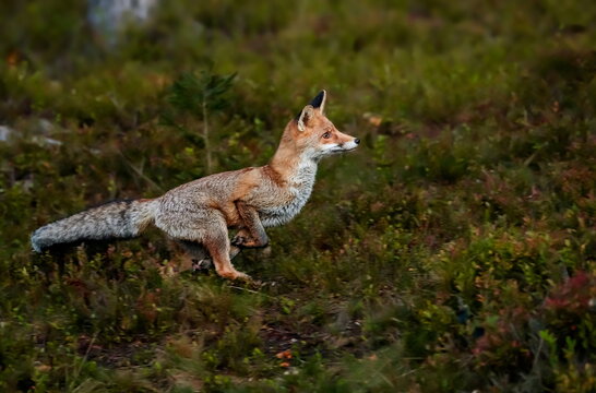 Daniel Dunca photos, images, assets | Adobe Stock