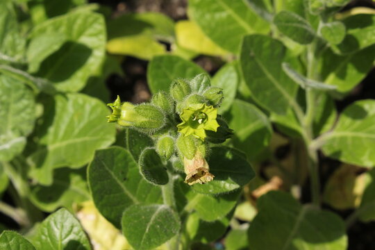 รูปภาพMakhorka – เลือกดูภาพถ่ายสต็อก เวกเตอร์ และวิดีโอ371 | Adobe Stock