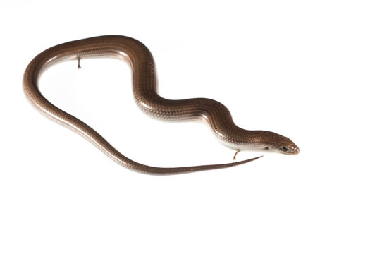 รูปภาพChalcides – เลือกดูภาพถ่ายสต็อก เวกเตอร์ และวิดีโอ6,444 | Adobe Stock