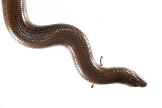 Chalcides Bilder – Durchsuchen 6,424 Archivfotos, Vektorgrafiken und ...