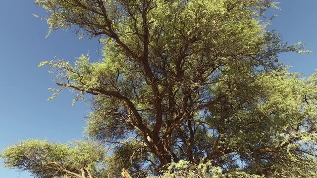 Kameeldoring Images – Browse 1,670 Stock Photos, Vectors, and Video ...