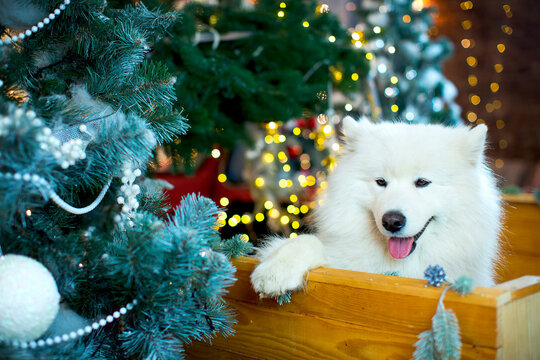 Christmas Postcard Back Images – Browse 1,938 Stock Photos, Vectors ...