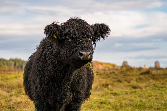 Galloway-Rind Bilder – Durchsuchen 4,569 Archivfotos, Vektorgrafiken ...