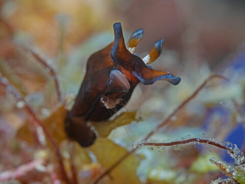 Anaspidea Bilder – Durchsuchen 626 Archivfotos, Vektorgrafiken und ...