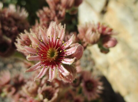 Heliophyte bilder – Bläddra bland 42 stockfoton, vektorer och videor ...