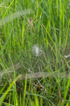 Zacate Images – Browse 57 Stock Photos, Vectors, and Video | Adobe Stock