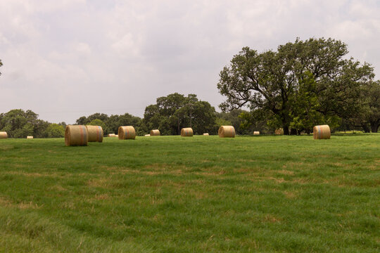 Zacate Images – Browse 57 Stock Photos, Vectors, and Video | Adobe Stock