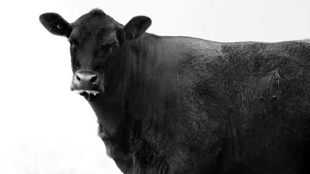 รูปภาพ"Beef Cattle" – เลือกดูภาพถ่ายสต็อก เวกเตอร์ และวิดีโอ19,406 ...