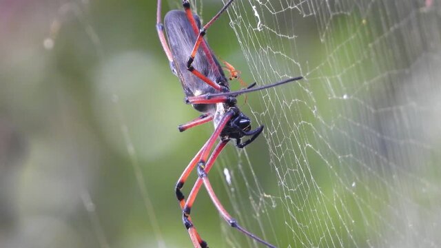 "Redback Spider" Images – Browse 367 Stock Photos, Vectors, and Video ...