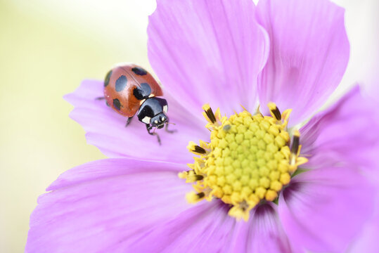 รูปภาพGaebul – เลือกดูภาพถ่ายสต็อก เวกเตอร์ และวิดีโอ748 | Adobe Stock