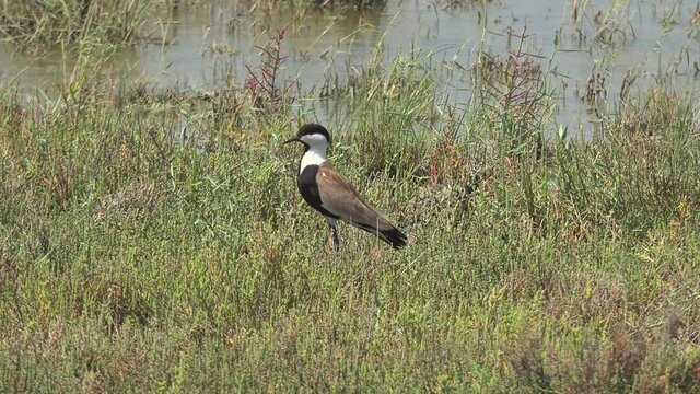 Peewit Images – Browse 17,438 Stock Photos, Vectors, and Video | Adobe ...