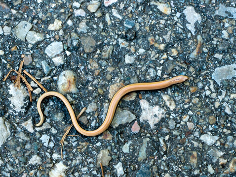 Anguis bilder – Bläddra bland 1,555 stockfoton, vektorer och videor ...