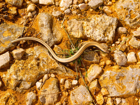 Anguis bilder – Bläddra bland 1,555 stockfoton, vektorer och videor ...