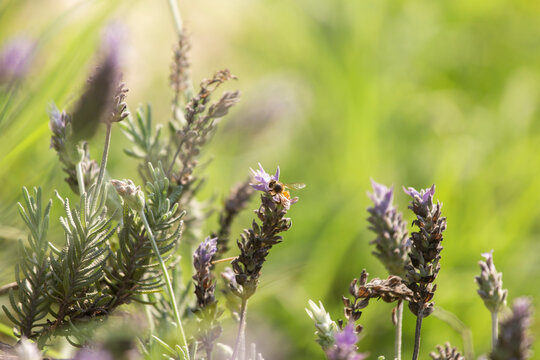 Abaje Images – Browse 5 Stock Photos, Vectors, and Video | Adobe Stock