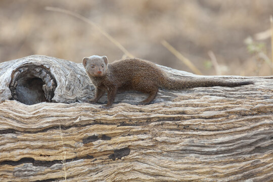 รูปภาพSchleichkatze – เลือกดูภาพถ่ายสต็อก เวกเตอร์ และวิดีโอ615 | Adobe ...