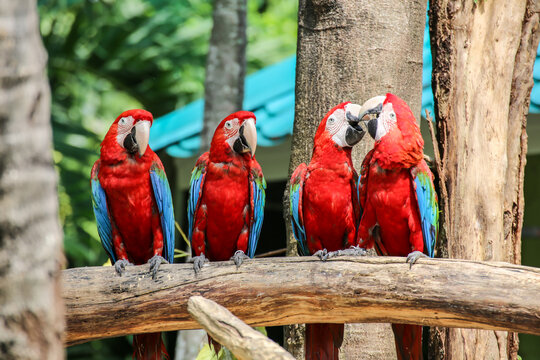 Arinis Bilder – Durchsuchen 899 Archivfotos, Vektorgrafiken und Videos ...