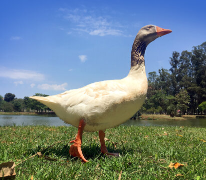 Natatorial Bilder – Durchsuchen 1,682 Archivfotos, Vektorgrafiken und ...