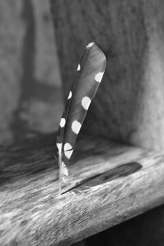 Imágenes de "Writing Feather": descubre bancos de fotos, ilustraciones ...