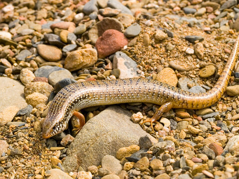 รูปภาพChalcides – เลือกดูภาพถ่ายสต็อก เวกเตอร์ และวิดีโอ6,444 | Adobe Stock