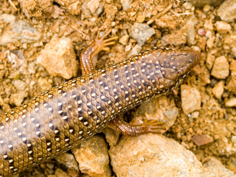 รูปภาพChalcides – เลือกดูภาพถ่ายสต็อก เวกเตอร์ และวิดีโอ6,444 | Adobe Stock