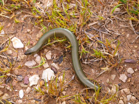 Chalcides Bilder – Durchsuchen 6,424 Archivfotos, Vektorgrafiken und ...