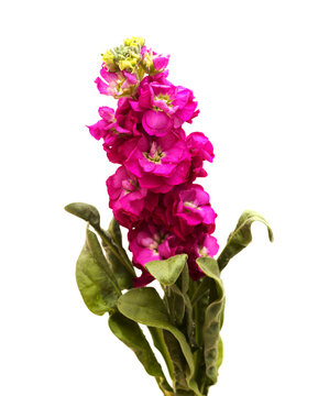 Gilly-Flower Images – Browse 131 Stock Photos, Vectors, and Video ...