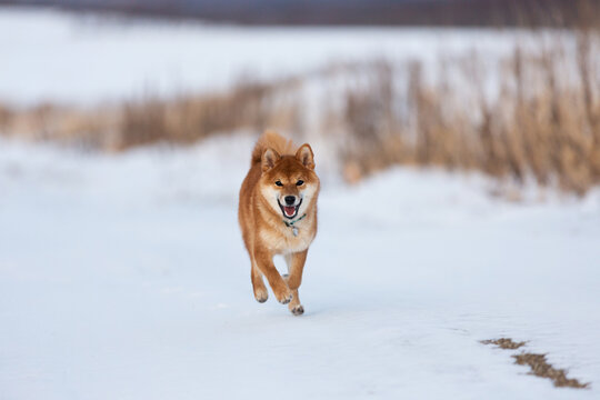Shiba Run Bilder – Durchsuchen 1,446 Archivfotos, Vektorgrafiken und ...