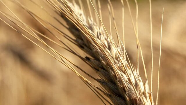 "Barley Ear" Imagens – Procure 290 fotos, vetores e vídeos | Adobe Stock