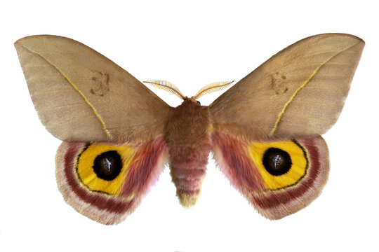 Automeris Bilder – Durchsuchen 161 Archivfotos, Vektorgrafiken und ...