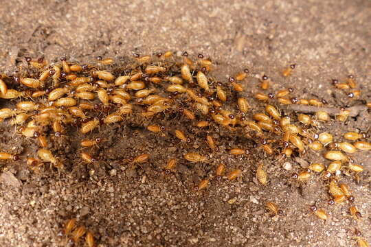 รูปภาพIsoptera – เลือกดูภาพถ่ายสต็อก เวกเตอร์ และวิดีโอ1,333 | Adobe Stock