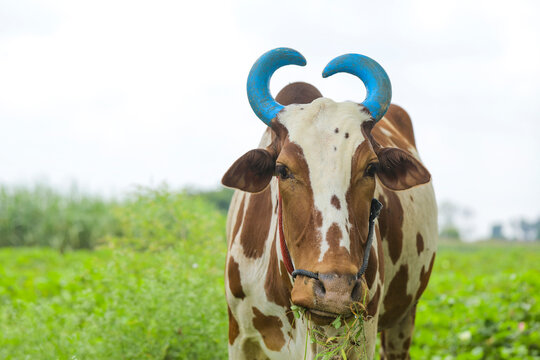 "Indian Bull" Images – Browse 65 Stock Photos, Vectors, and Video ...