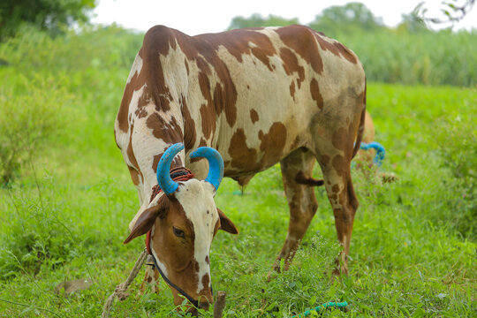 "Indian Bull" Images – Browse 79 Stock Photos, Vectors, and Video ...