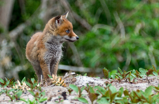 Renardeau Imagens – Procure 326 fotos, vetores e vídeos | Adobe Stock