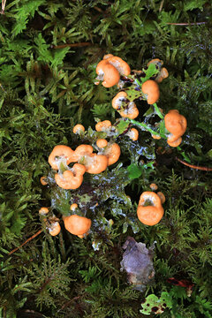 Aethalium Images – Browse 51 Stock Photos, Vectors, and Video | Adobe Stock